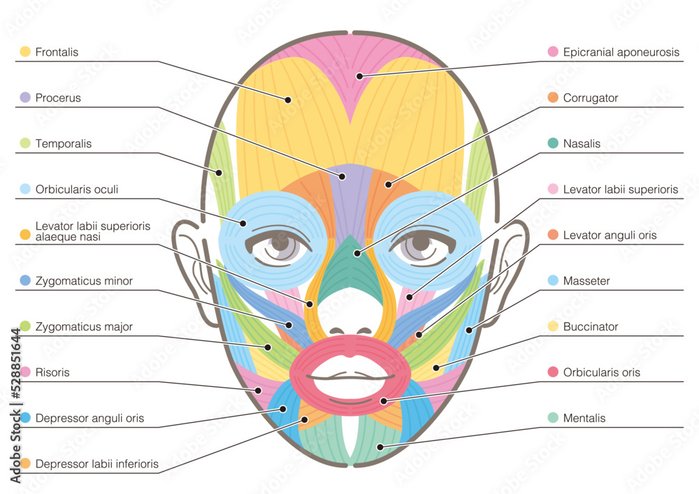 Diagram of facial muscles. Mimetic muscles of human. Vector ...