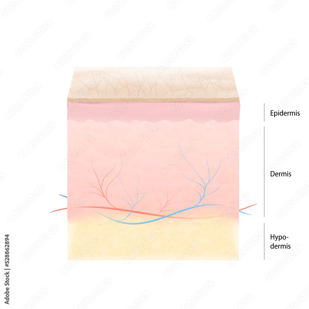 Highly realistic skin image in multiple layers. Vector illustration ...