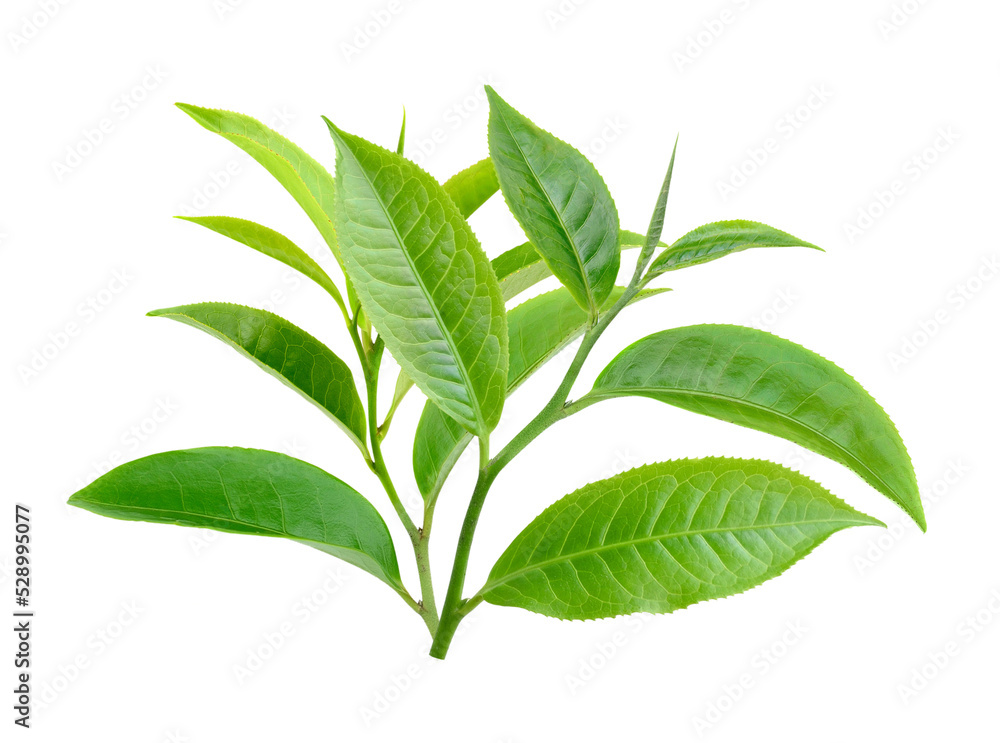 Green tea leaf isolated on transparent png Stock Photo | Adobe Stock