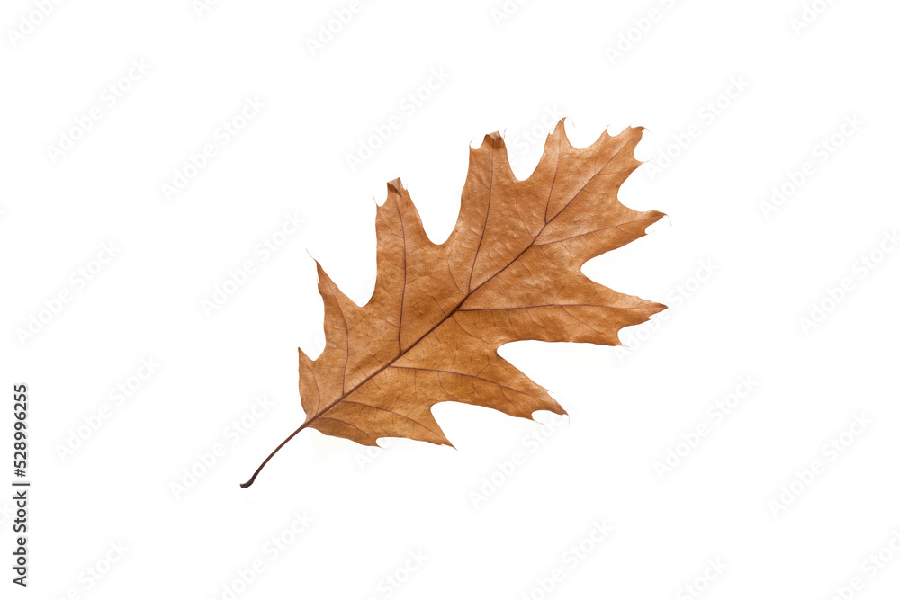 dry fallen leaf of swamp oak (Quércus palústris) on white background ...