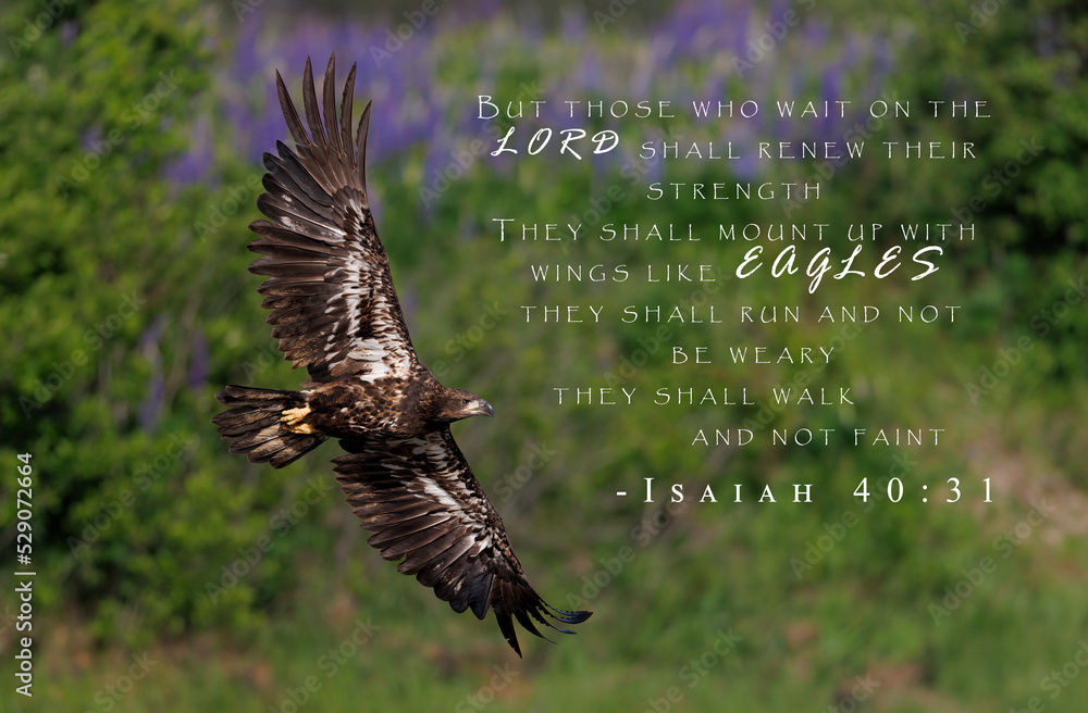 Bald Eagle Picture with Bible Verse Isaiah 40:31 Stock Photo | Adobe Stock