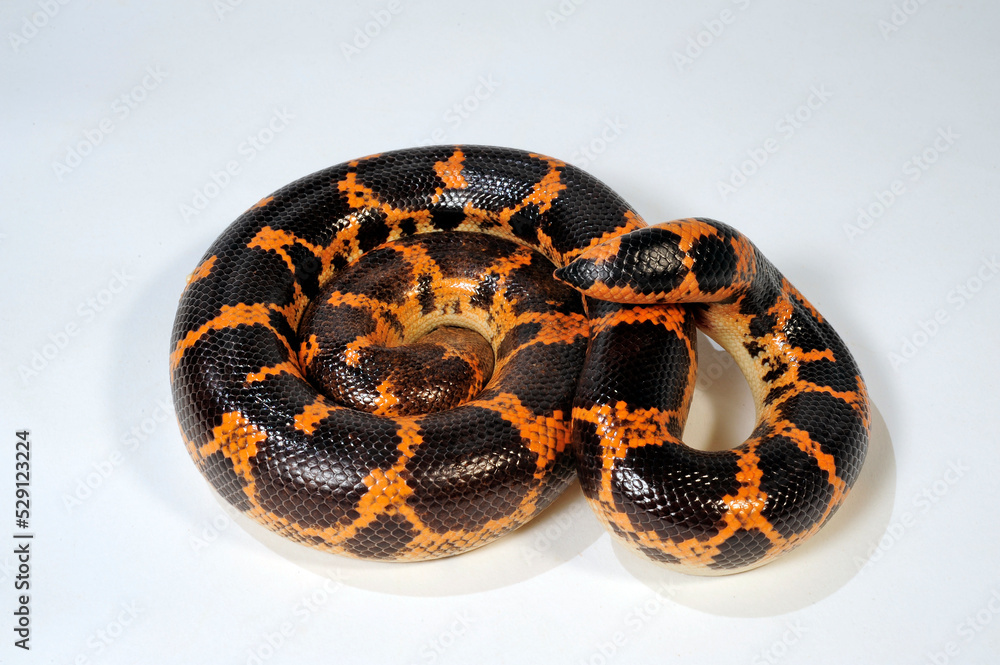 Saharan sand boa, Müller's sand boa // Sahara-Sandboa (Eryx muelleri ...