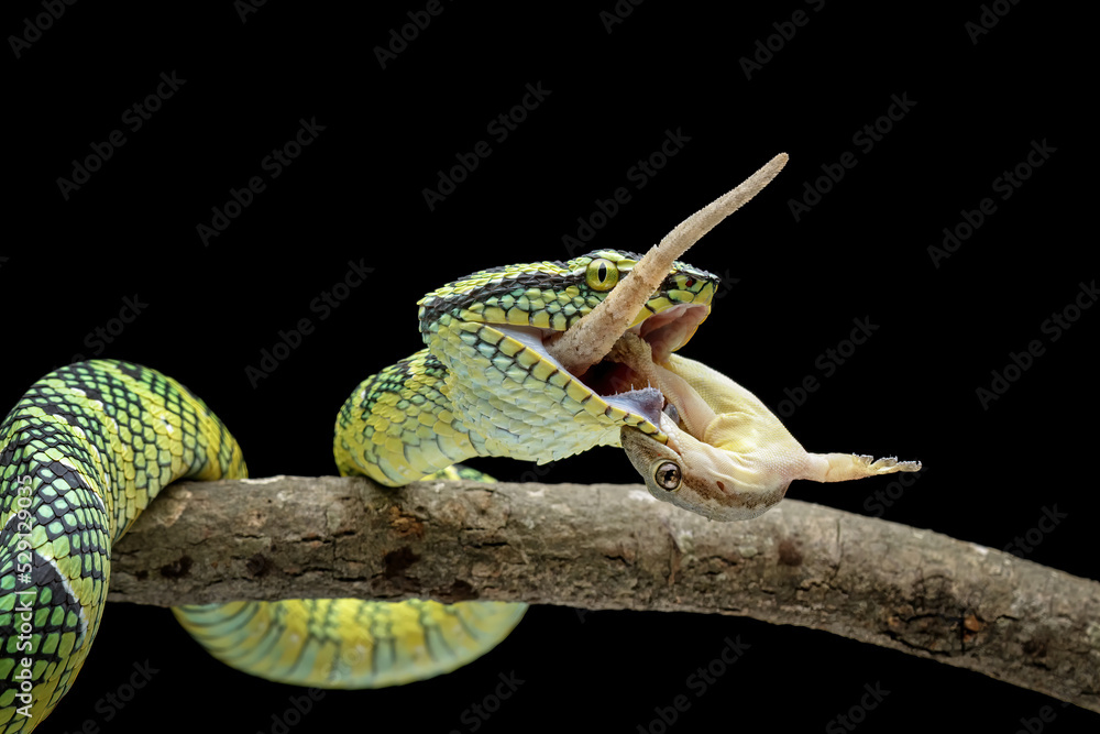venomous snakes are eating their prey and biting each other, wagleri ...