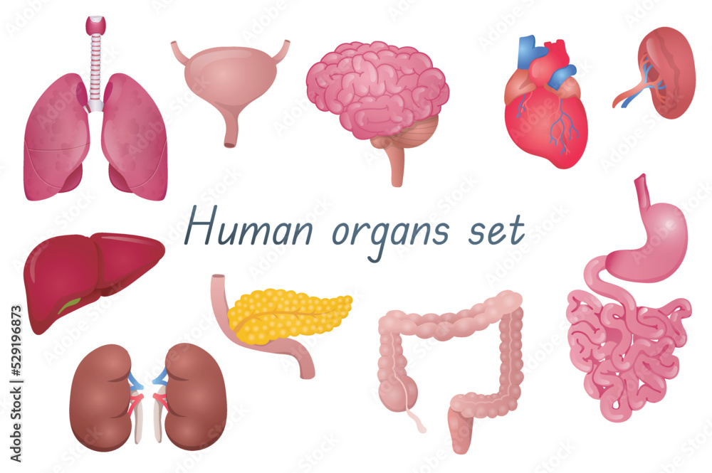 Human organs 3d realistic set. Bundle of lungs, bladder, brain, heart ...