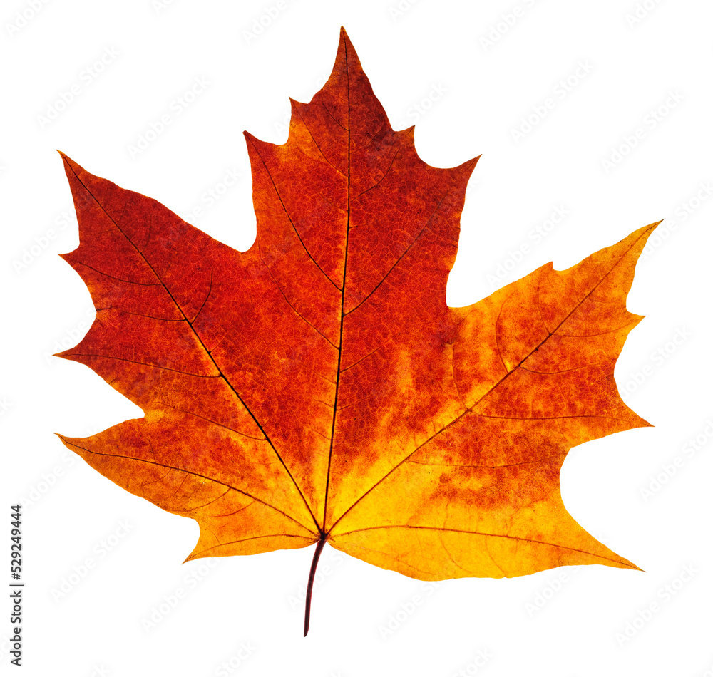 Colorful autumn maple leaf cut out Stock Photo | Adobe Stock