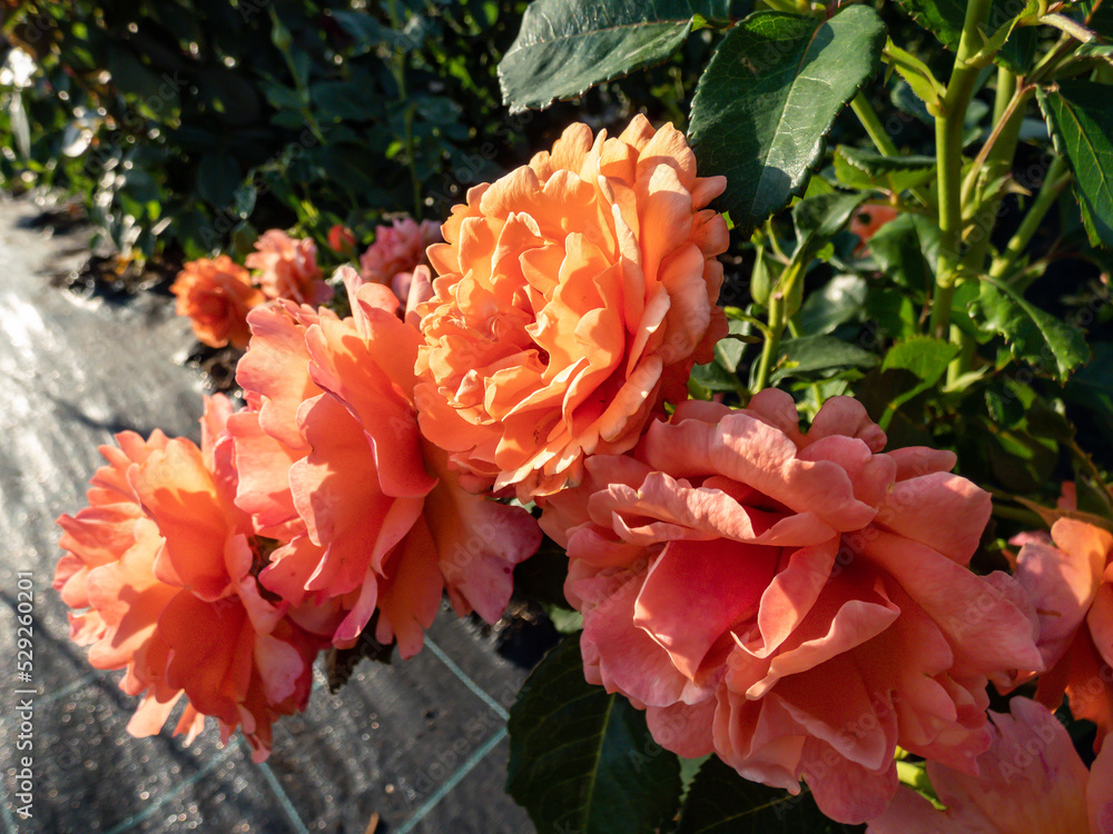Variety of floribunda rose ' Easy Does It' with small clusters of ...