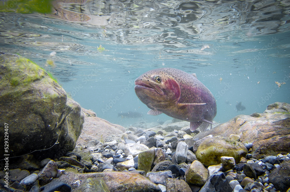 Female Rainbow Trout Swims in a High Elevation Mountain Lake ...