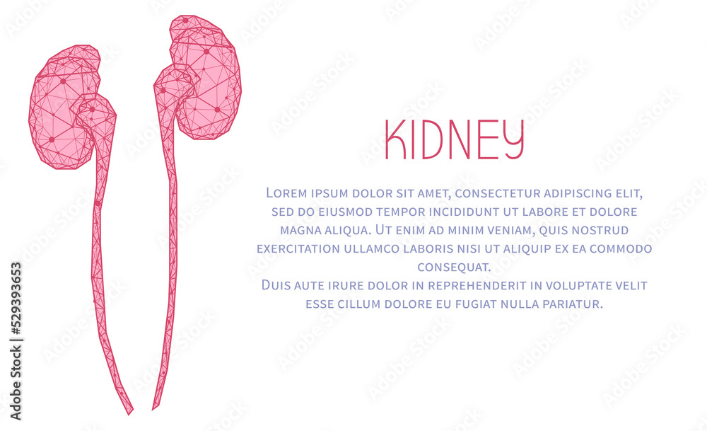 Polygonal human kidneys made of red lines and dots. Medical research of ...