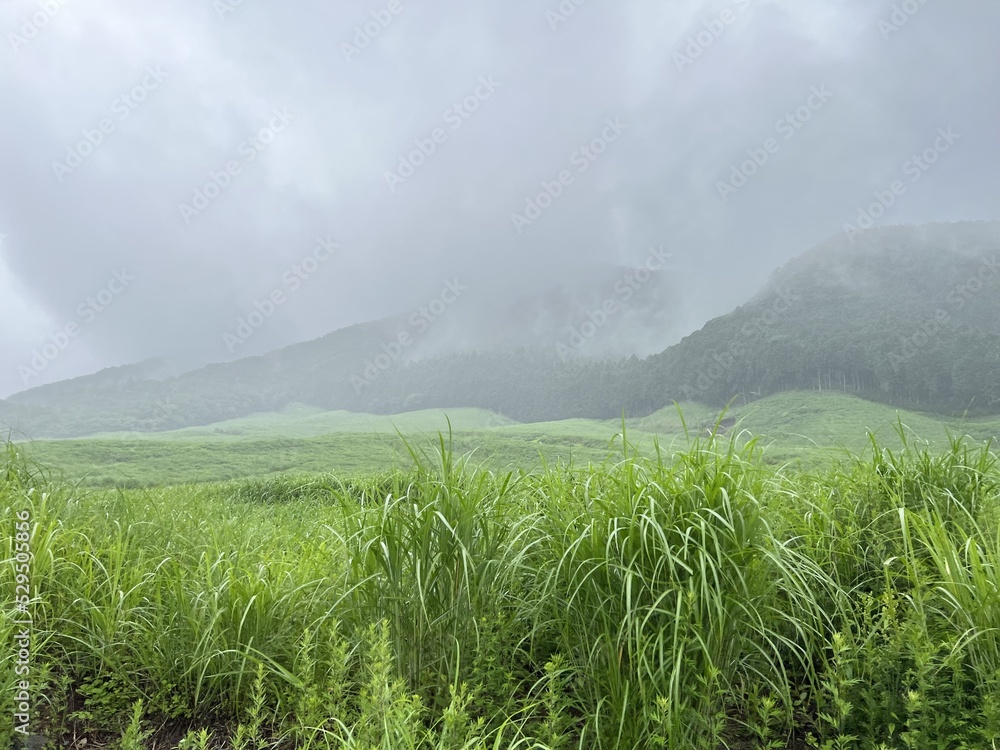Sengokubara / Green Pampas grasses A colony of pampas grass in ...