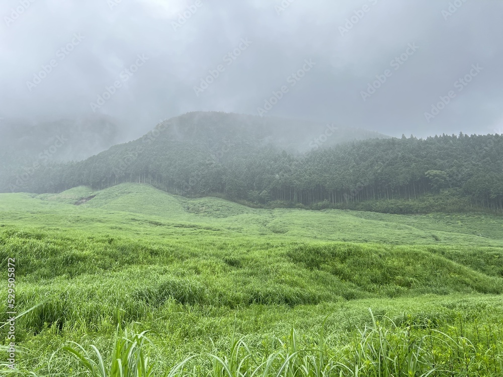 Sengokubara / Green Pampas grasses A colony of pampas grass in ...
