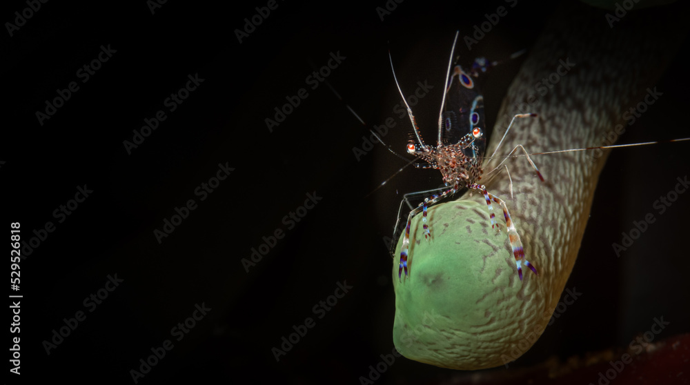 Spotted Cleaner Shrimp (Periclimenes yucatanicus) on the reef off the ...