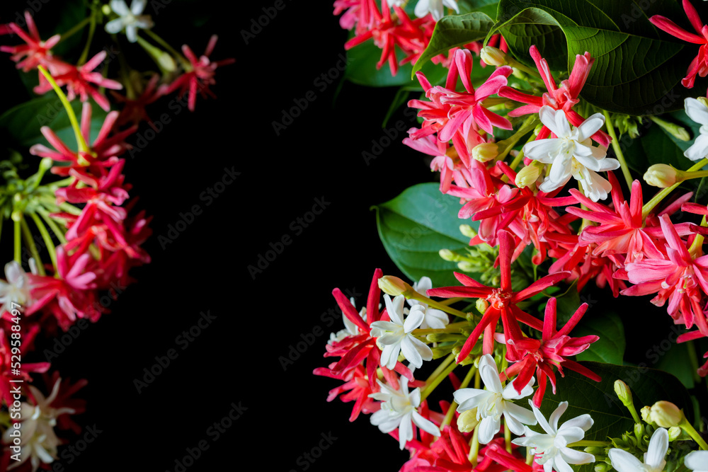 Quisqualis indica also known as the Chinese honeysuckle, Rangoon ...