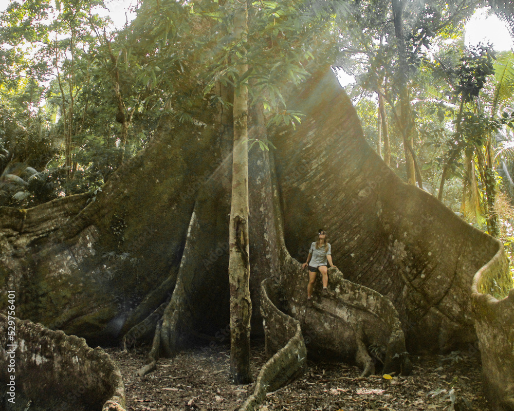 Mulher sentada na raíz de sumaúma gigante em Afuá, Pará. Monumento ...