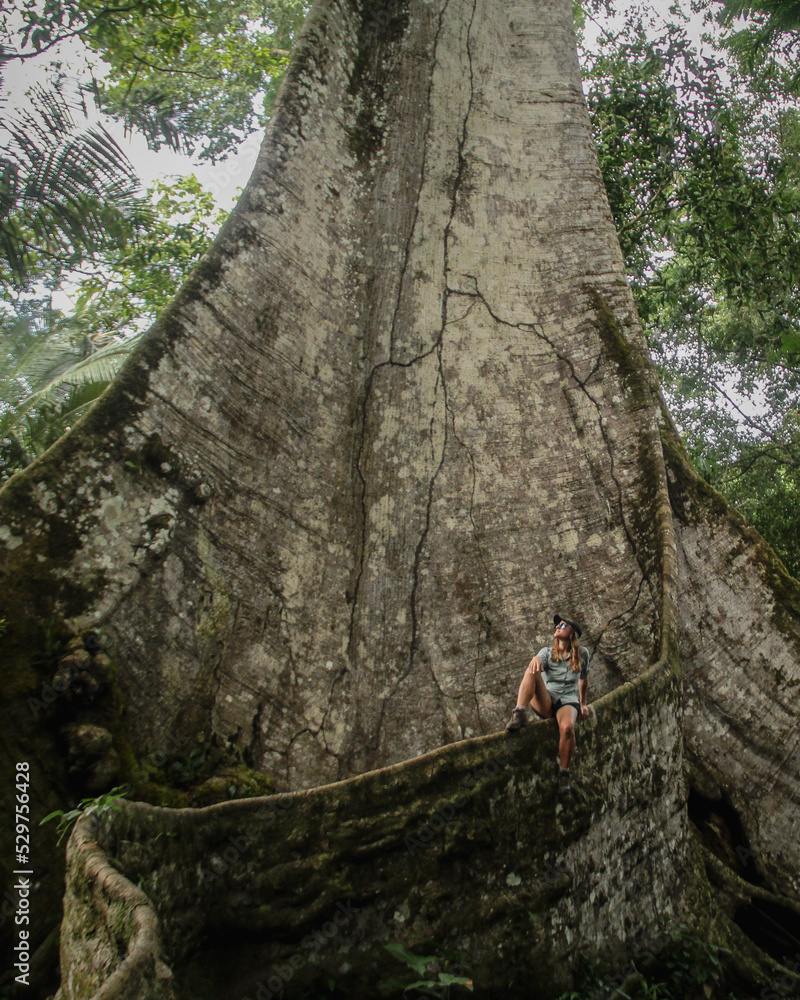 Mulher sentada na raíz de sumaúma gigante em Afuá, Pará. Monumento ...