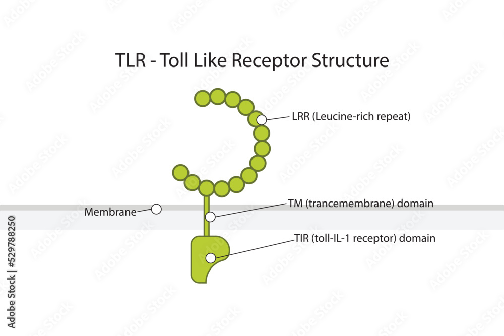 Vector de Stock Diagram of TLR (toll like receptor) structure - showing ... Vector de Stock Diagram of TLR (toll like receptor) structure - showing ...