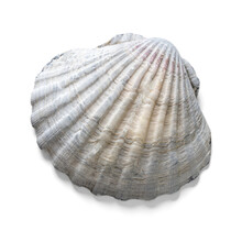 Scallop Clock Free Stock Photo - Public Domain Pictures