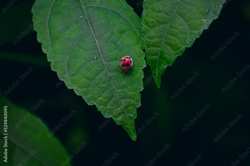 Coccinellidae is a widespread family of small beetles ranging in size ...