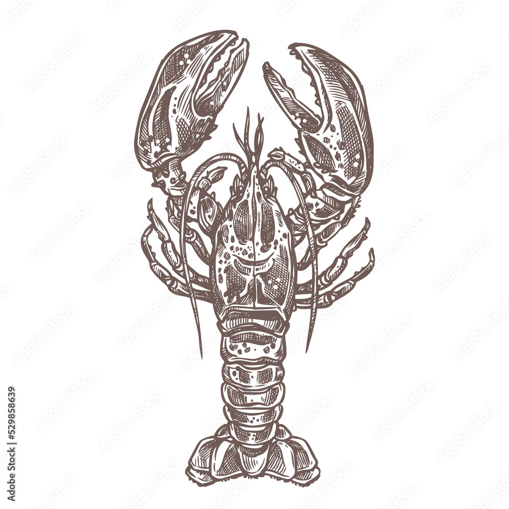 Lobster sketch vector illustration - hand drawn sea and ocean animal ...