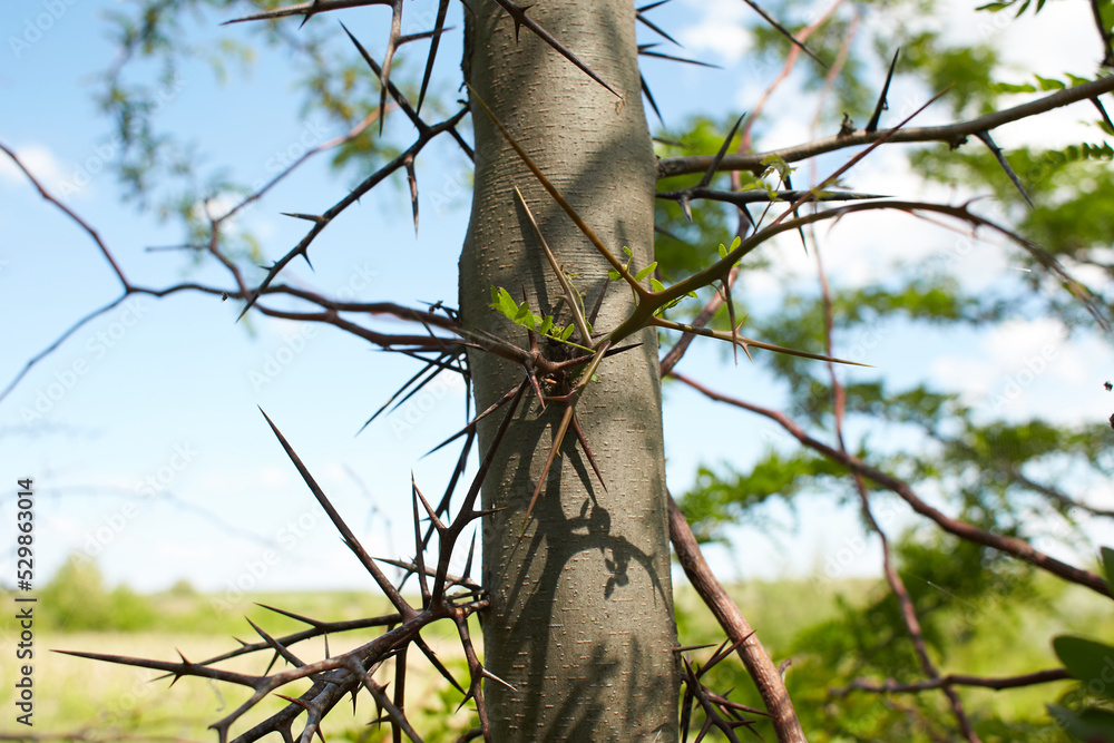 Selective focus young leaves of gleditsia triacanthos on the tree, The ...