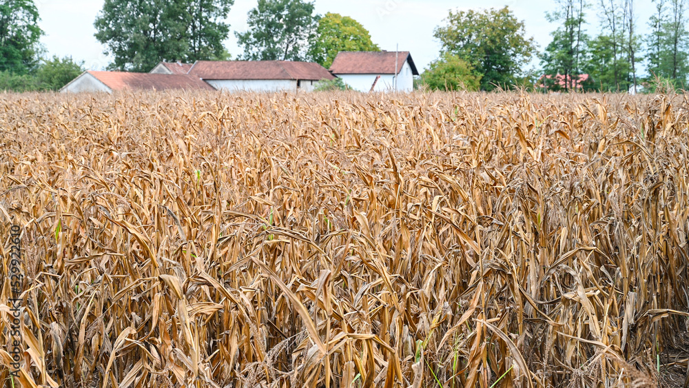 Field of dried corn stalks in village. Dry climate destroyed crops and ...