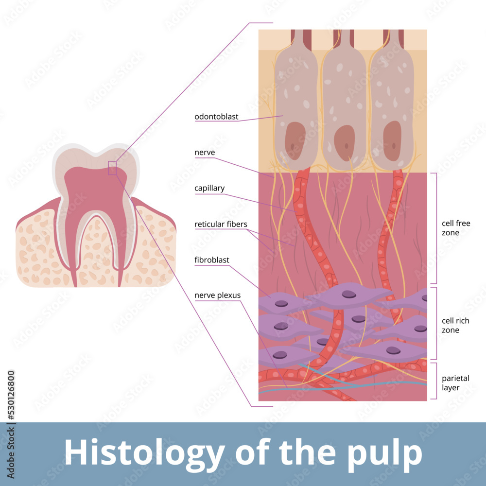 Histology of the pulp. Tissue structure includes fibroblasts, nerves ...