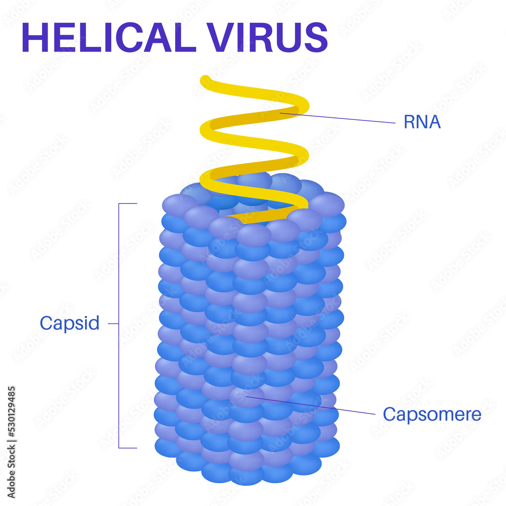 Structure Of The Helical Virus Stock Illustration | Adobe Stock