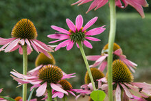 Pink Coneflower And Buds Free Stock Photo - Public Domain Pictures