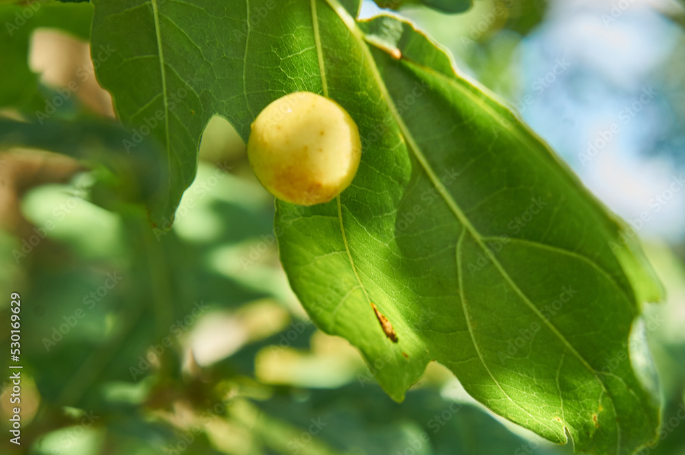 Ink nuts are a particular type of galls formed by the larvae of a ...