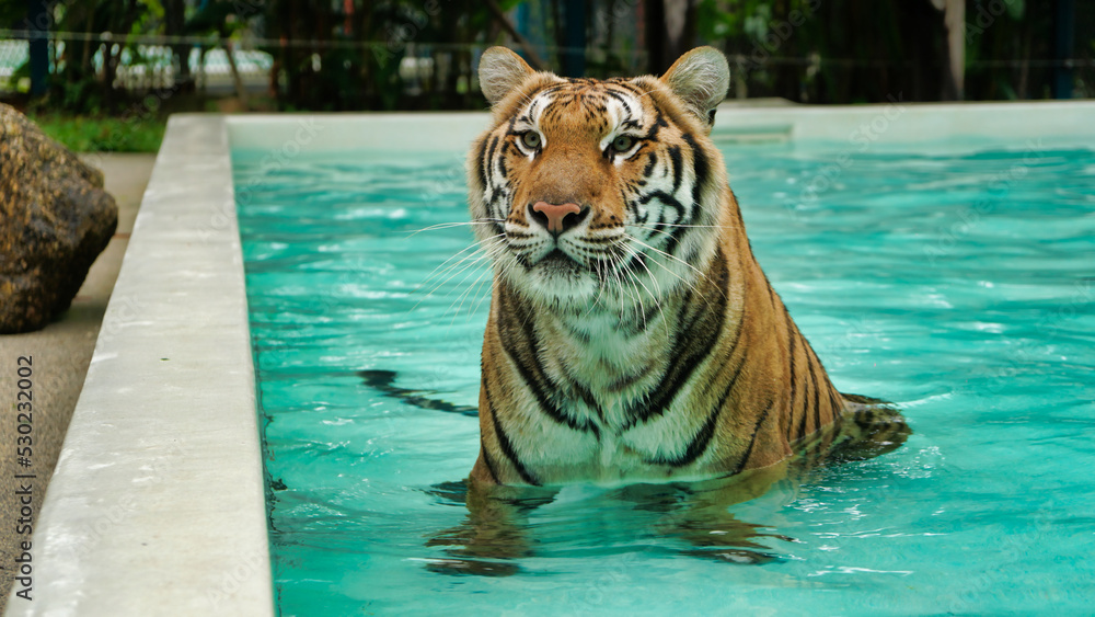 Tiger playing in the swimming pool Stock Photo | Adobe Stock