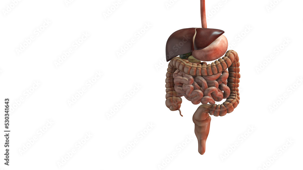 Anatomy of human digestive system 3D illustration Stock Illustration ...