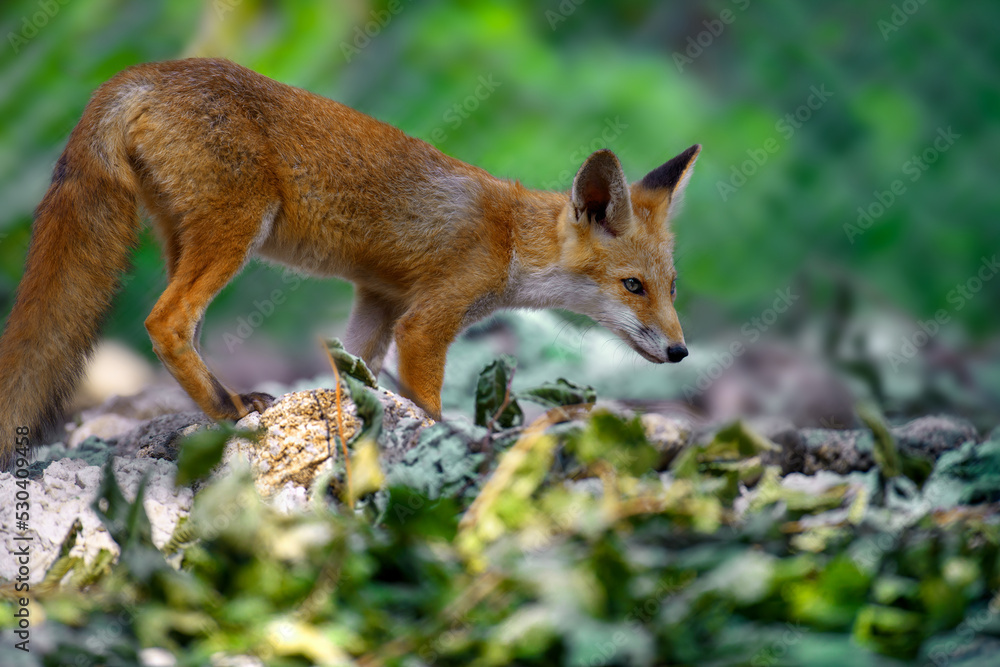 Red fox, vulpes vulpes, small young cub in forest. Cute little wild ...