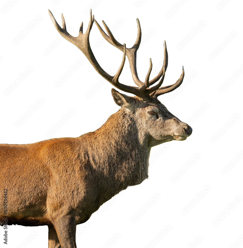 isolated red deer stag png Stock Photo | Adobe Stock