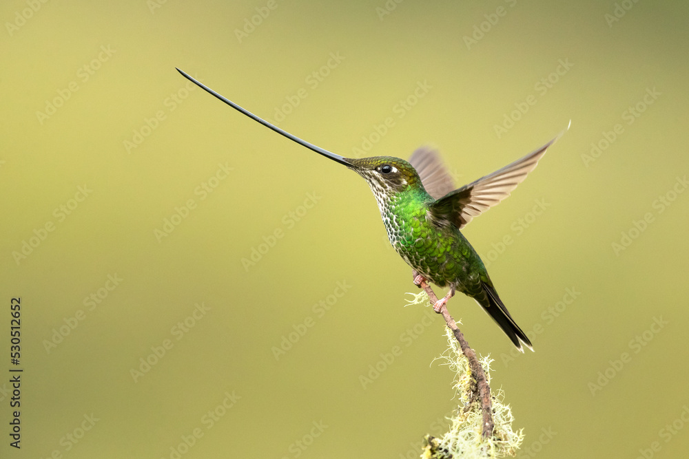 Sword-billed hummingbird (Ensifera ensifera), also known as the ...