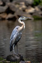 Great Blue Heron On Rock At Lake Free Stock Photo - Public Domain Pictures