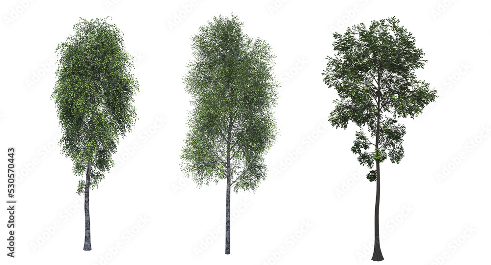 deciduous tree, isolate on a transparent background, 3d illustration ...