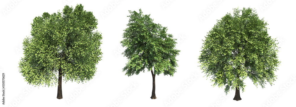 deciduous tree, isolate on a transparent background, 3d illustration ...