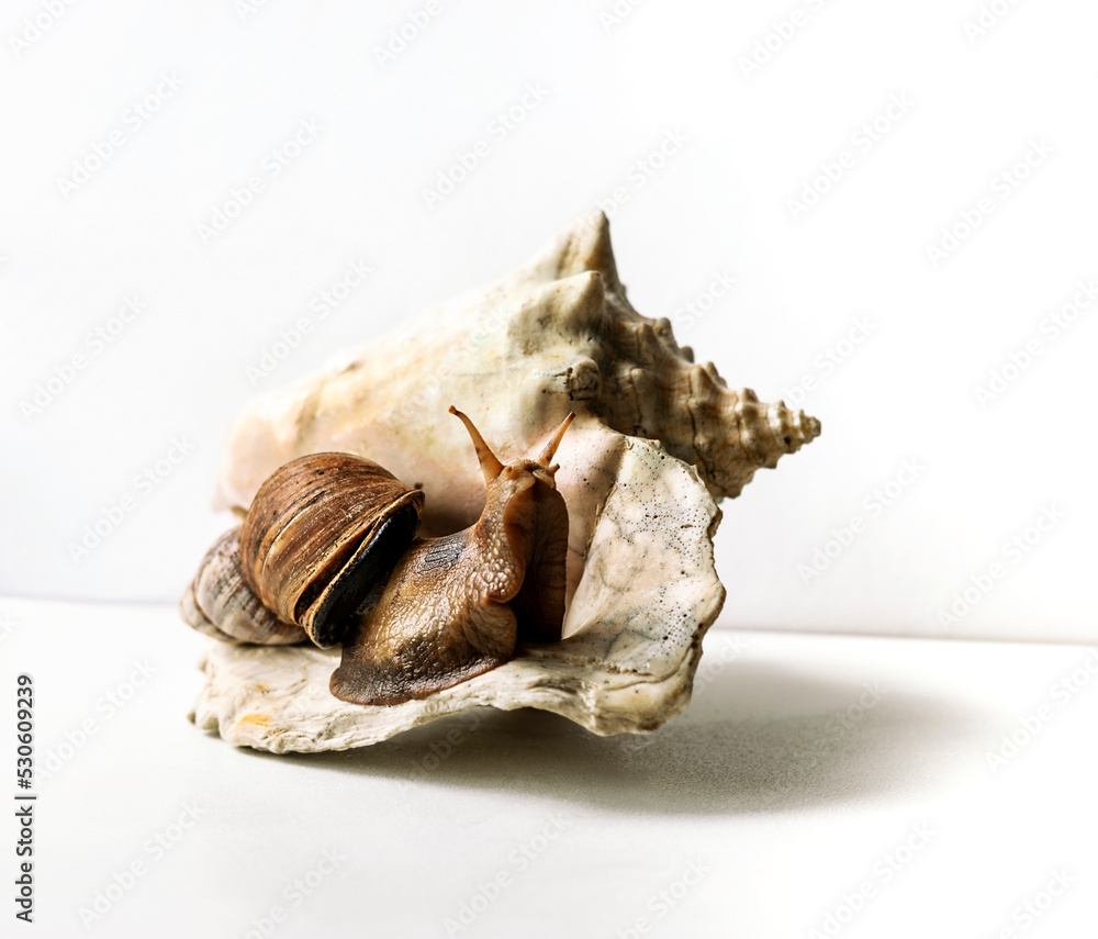 Large Achatina snail on giant empty shell of another on white ...