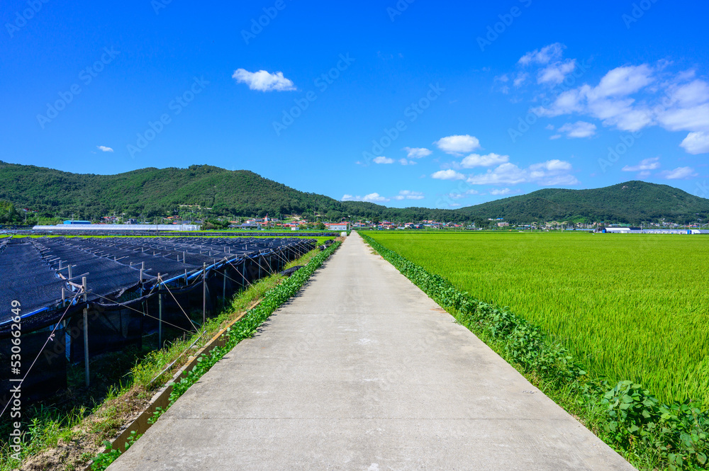 Korean traditional rice farming. Korean rice farming scenery. Korean ...