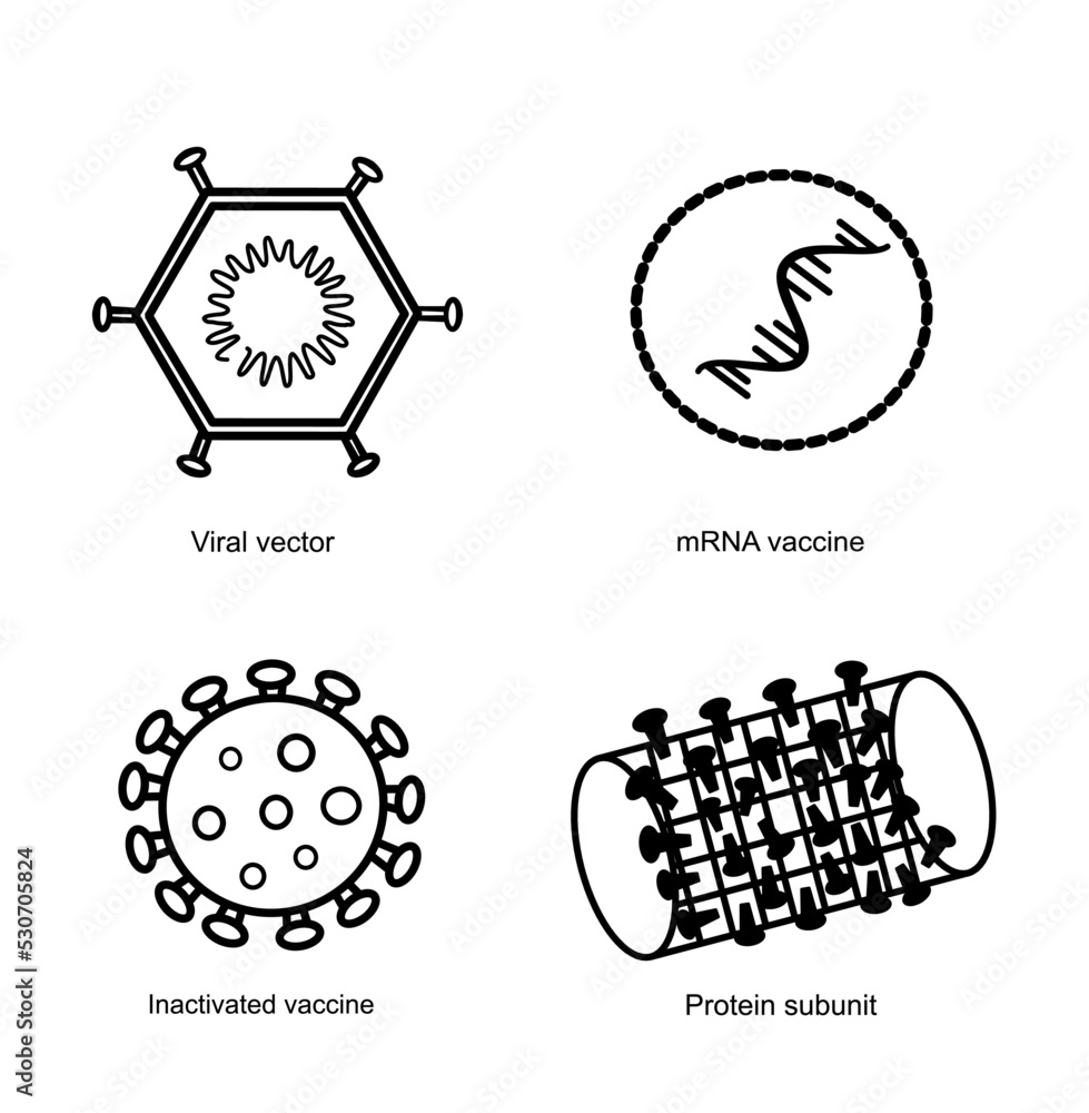 Vektor The four types of COVID-19 vaccines: Viral vector, mRNA, Protein ...