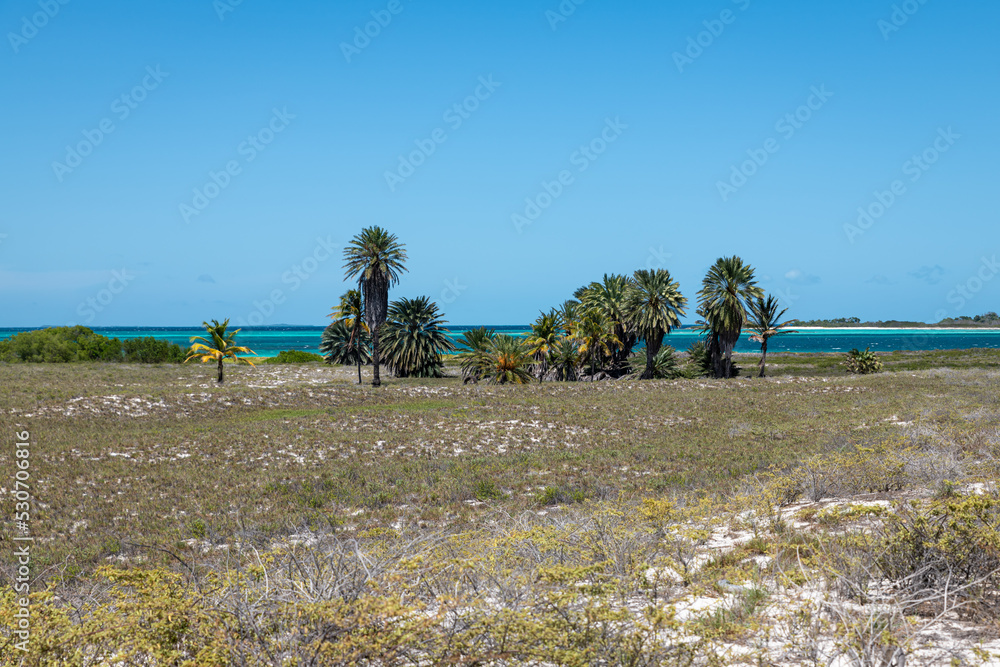 Tropical vegetation in Cayo de Agua (Los Roques Archipelago, Venezuela ...