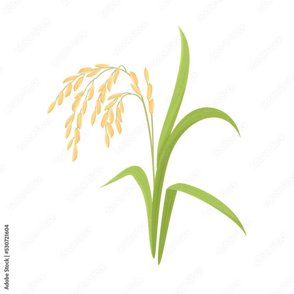 Rice plant isolated on white background. Vector illustration of paddy ...
