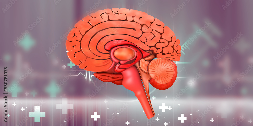 Human brain cross section on medical background. 3d illustration. Stock ...