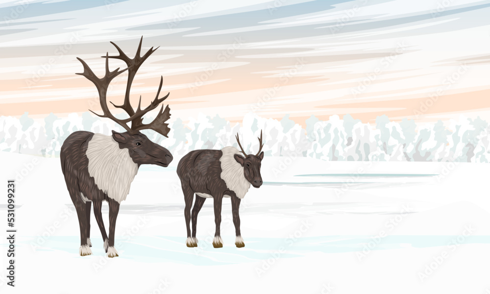 Male and female of caribou reindeer walking in the snow. Reindeer in ...