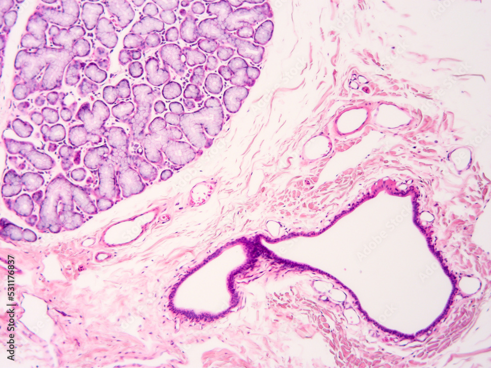 Histology of human tissue, show epithelial tissue and connective tissue ...