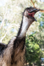 Emu Birds Free Stock Photo - Public Domain Pictures