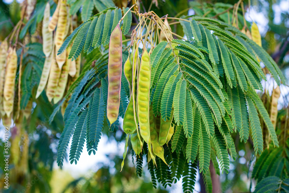 Bright green leaves and seed pods of Honey Locust (Gleditsia ...