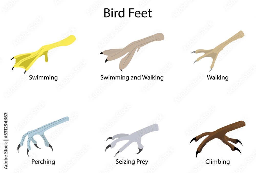 illustration of biology and animals, Bird feet and legs, The anatomy of ...