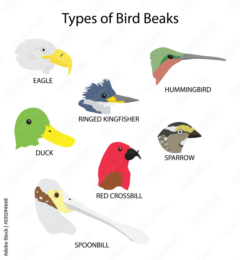 Stock-Vektorgrafik „illustration of biology and animals, Types of bird ...