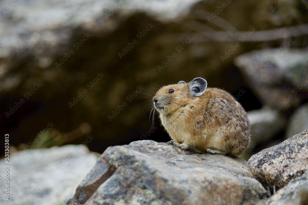 American Pika close up detailed portrait of a Pika in classic alpine ...