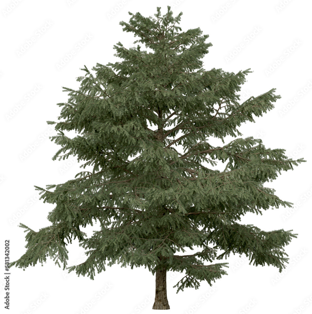 Illustration Stock 3d rendering of Cedrus Deodara PNG vegetation tree ...